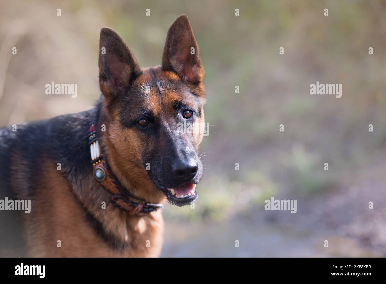 German Shepherd Portrait Stock Photo - Alamy