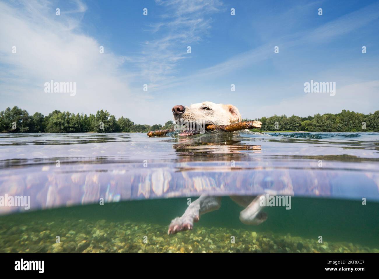 Labrador-Retriever-Mongel in the water Stock Photo - Alamy