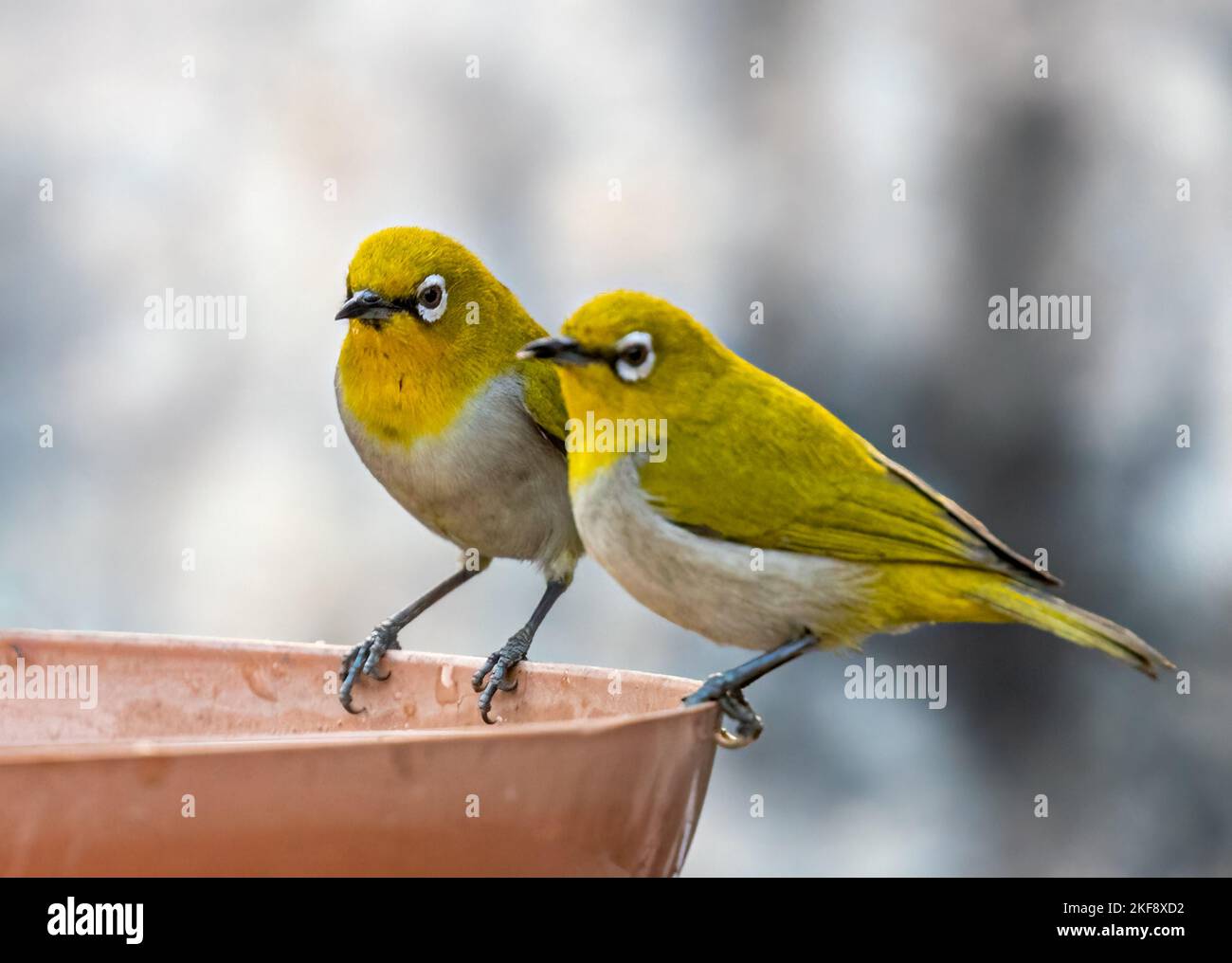 A close-up of an oriental white bird (Zosterops palpebrosus) couple ...