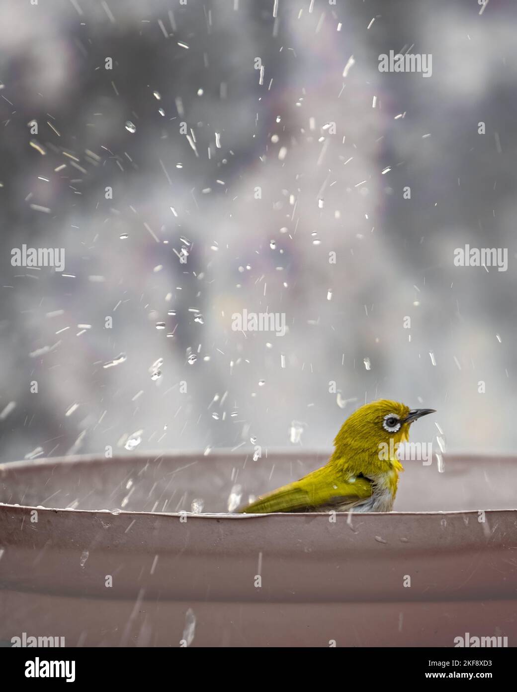 A vertical shot of an oriental white bird (Zosterops palpebrosus ...