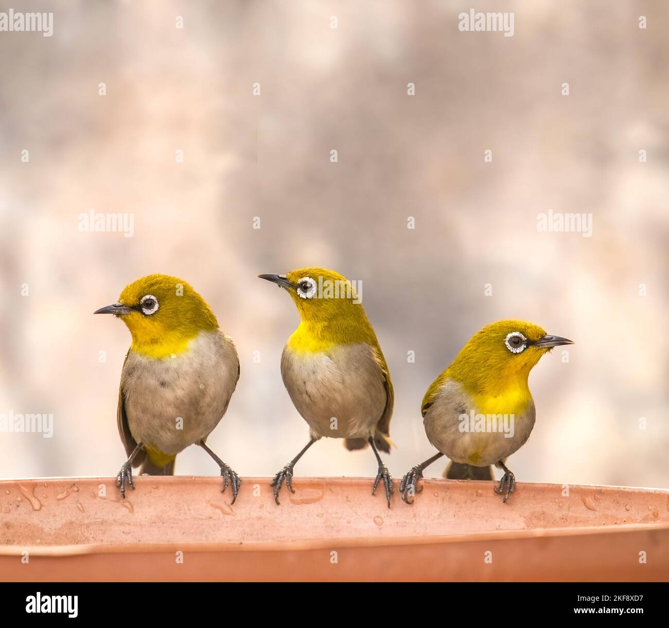 A close-up of oriental white birds (Zosterops palpebrosus) looking at ...