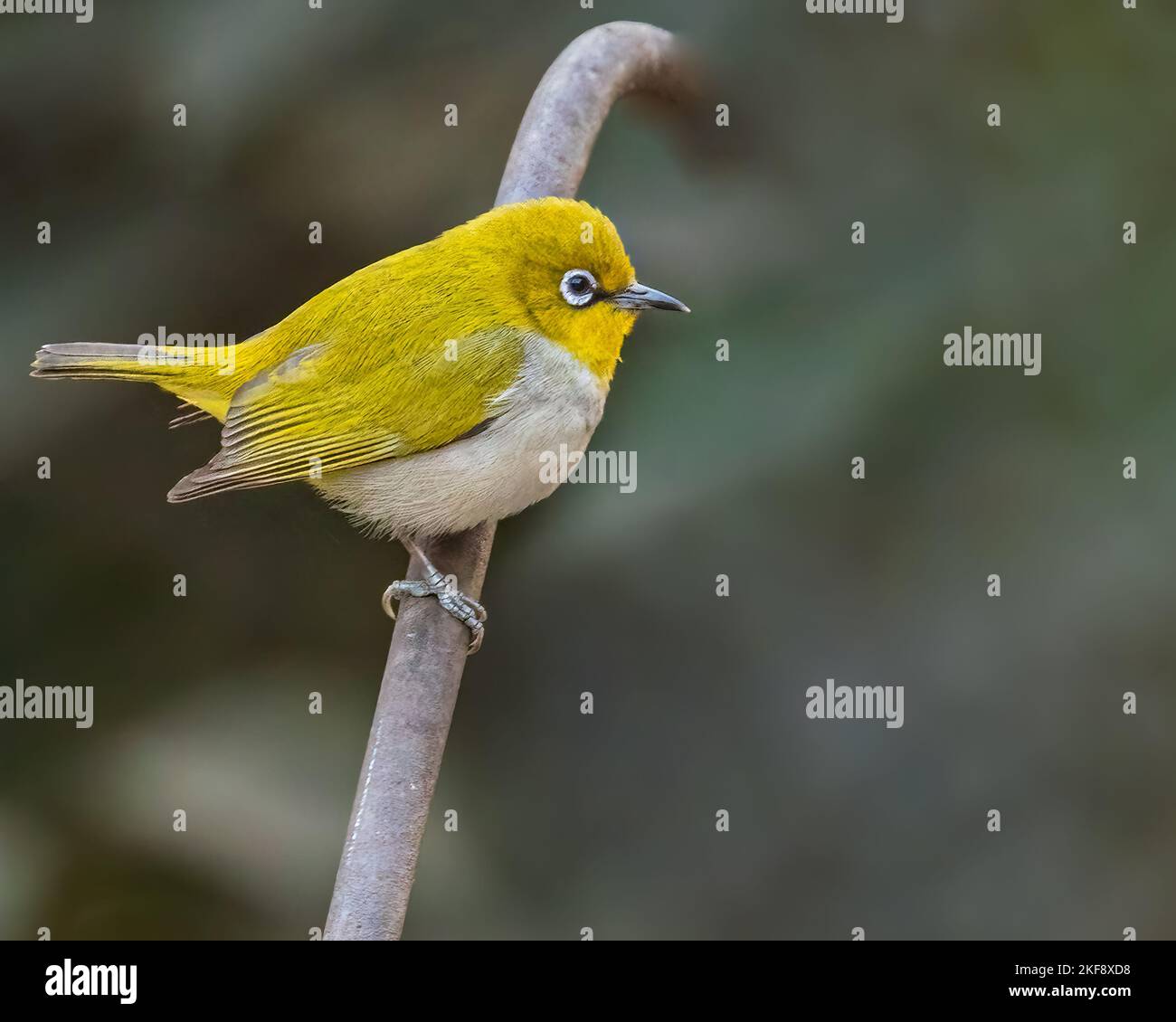 A close-up of an oriental white bird (Zosterops palpebrosus) sitting on ...