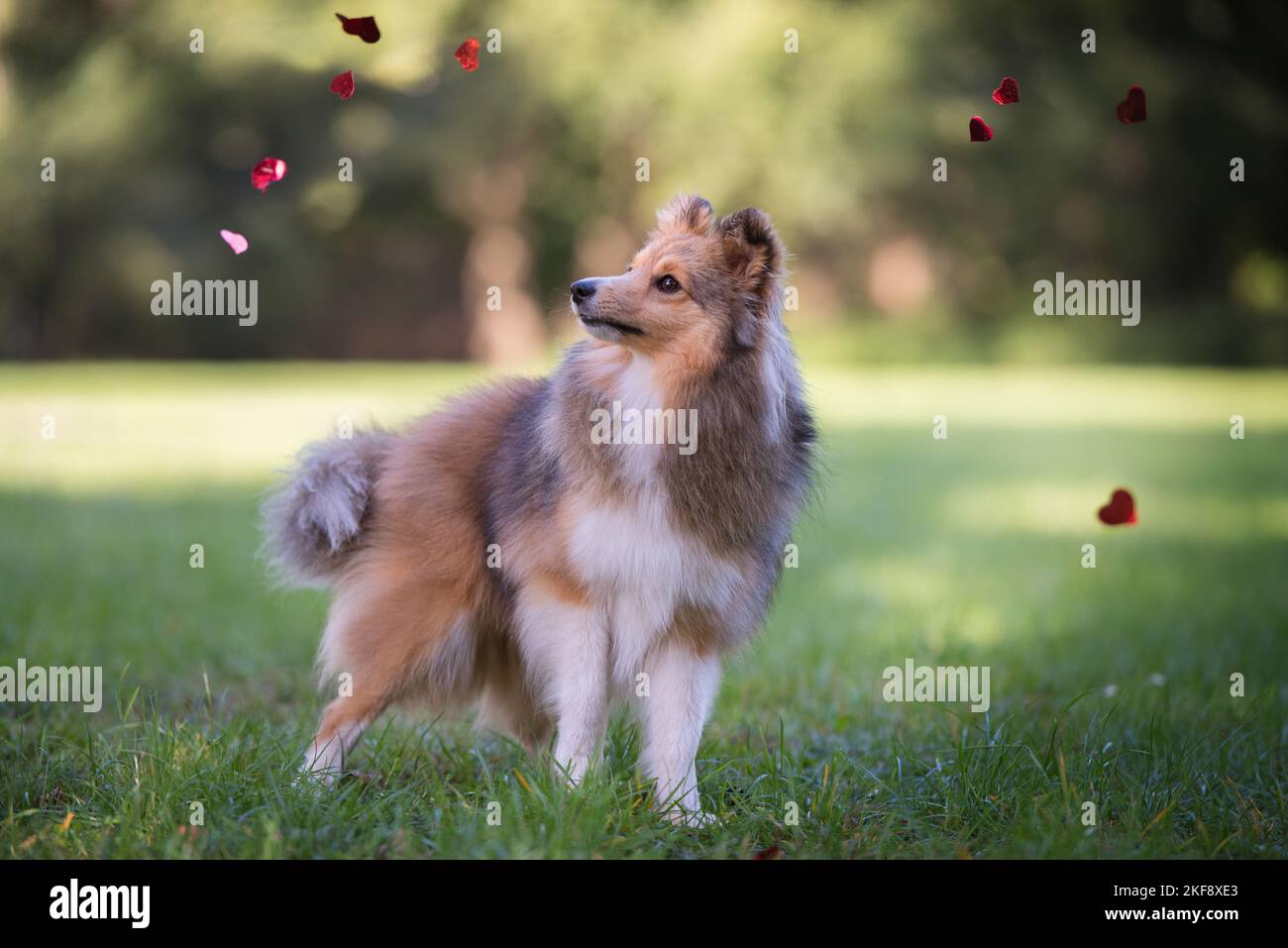 Two shelties shetland sheepdogs standing hi-res stock photography and ...