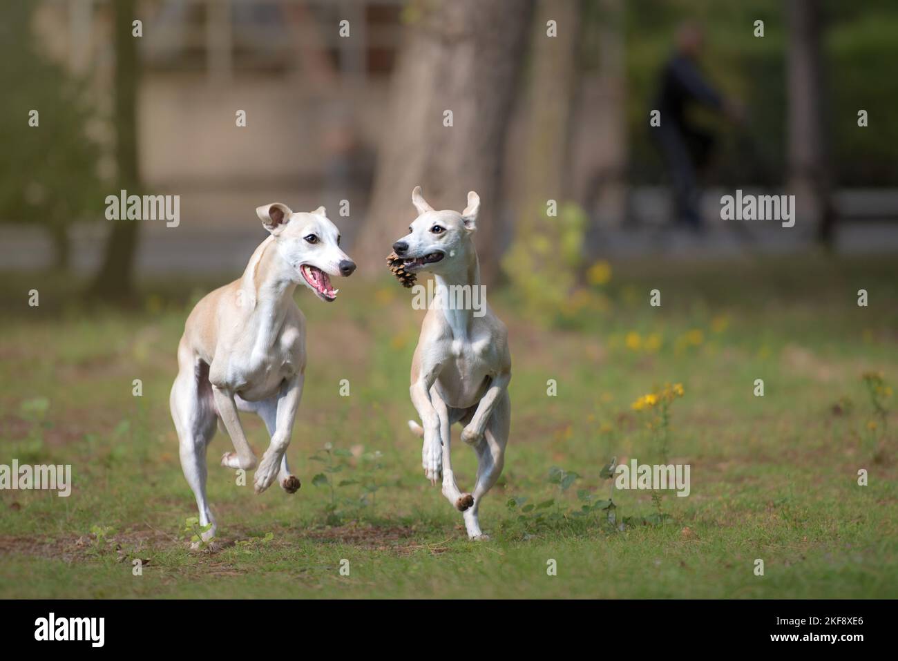 Whippet playing fetch hi-res stock photography and images - Alamy