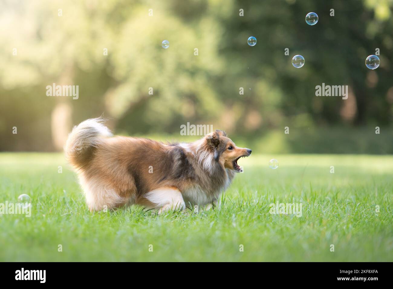 Shelties playing hi-res stock photography and images - Alamy