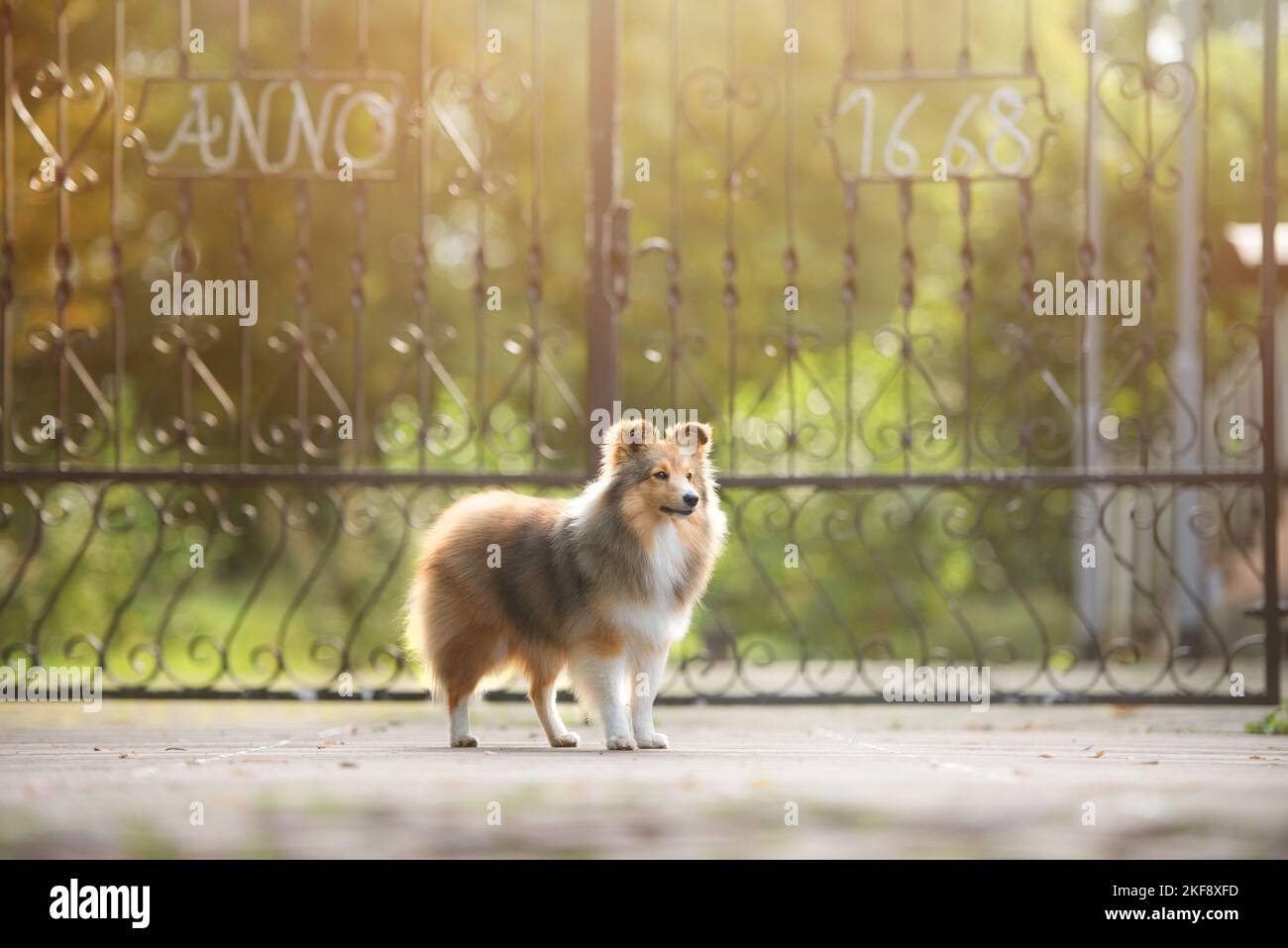 Sable sheltie standing hi-res stock photography and images - Alamy