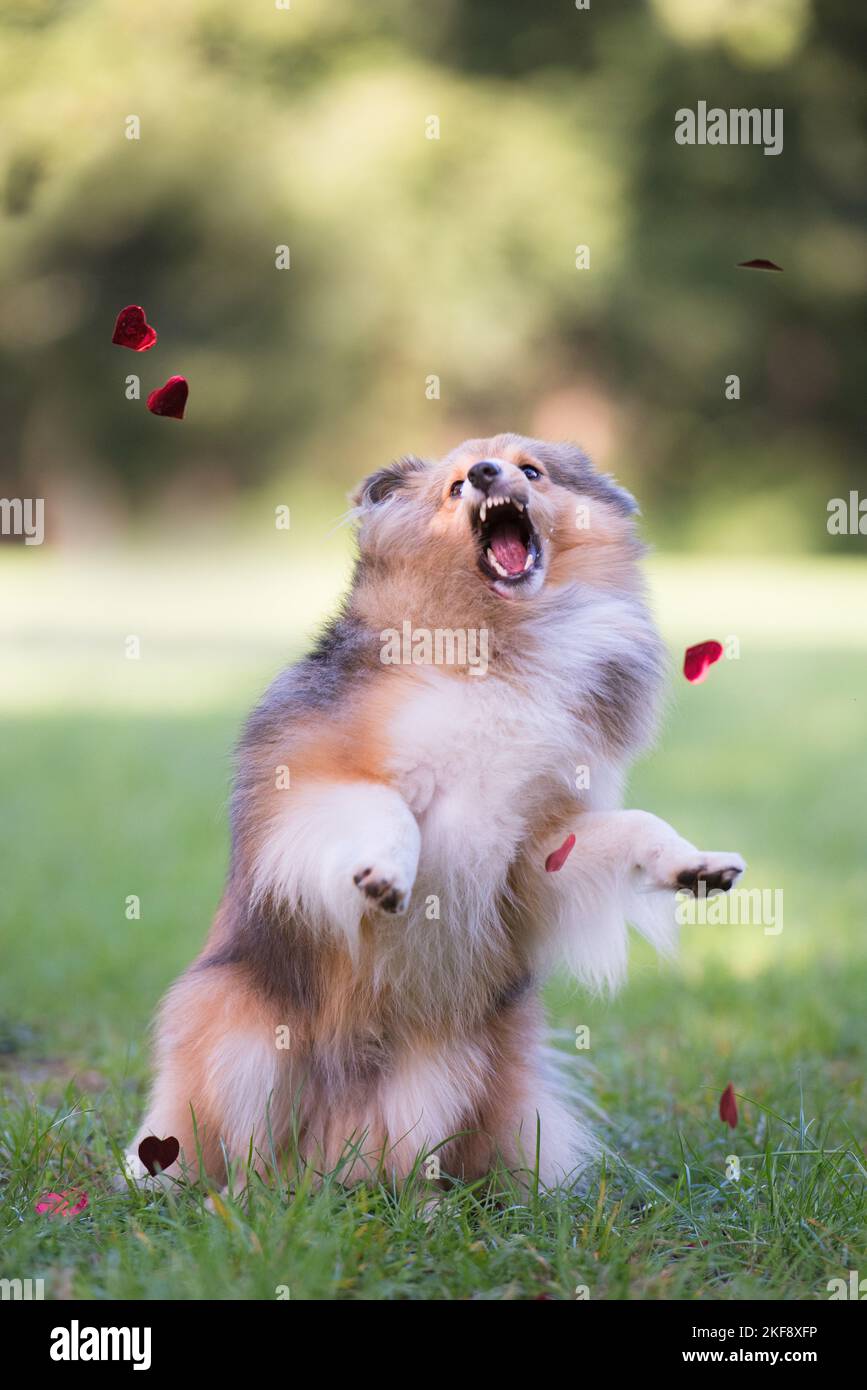 Shelties playing hi-res stock photography and images - Alamy