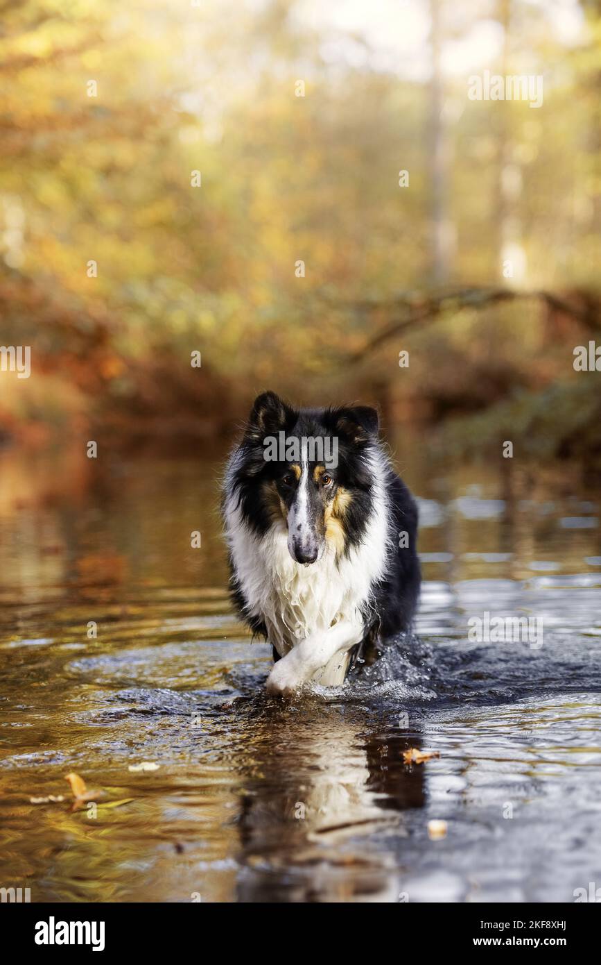 walking American Collie Stock Photo - Alamy