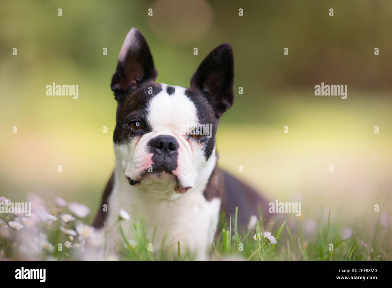 Boston Terrier Portrait Stock Photo - Alamy