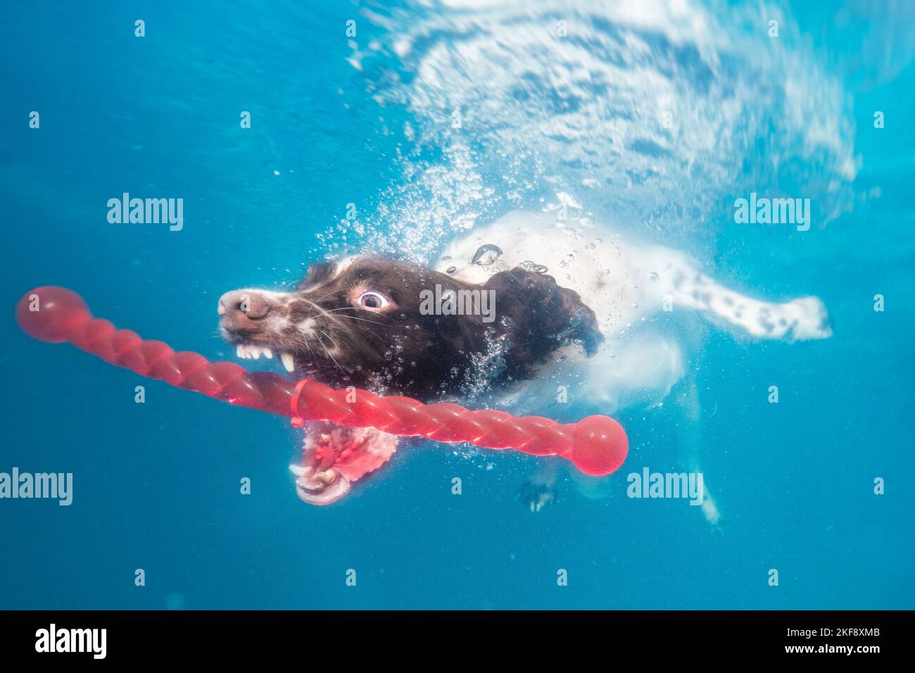 diving English Springer Spaniel Stock Photo - Alamy