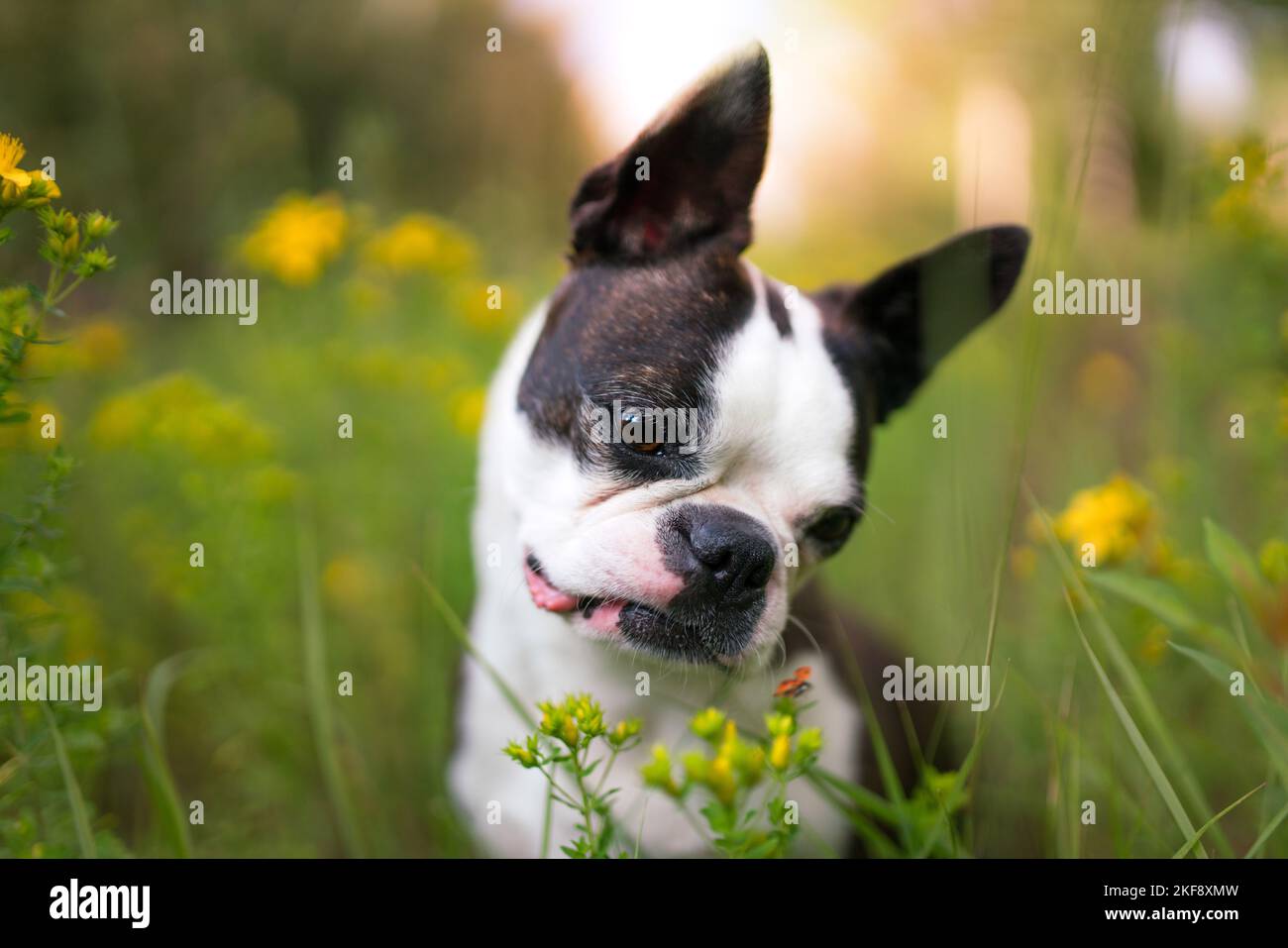 Boston Terrier Portrait Stock Photo - Alamy