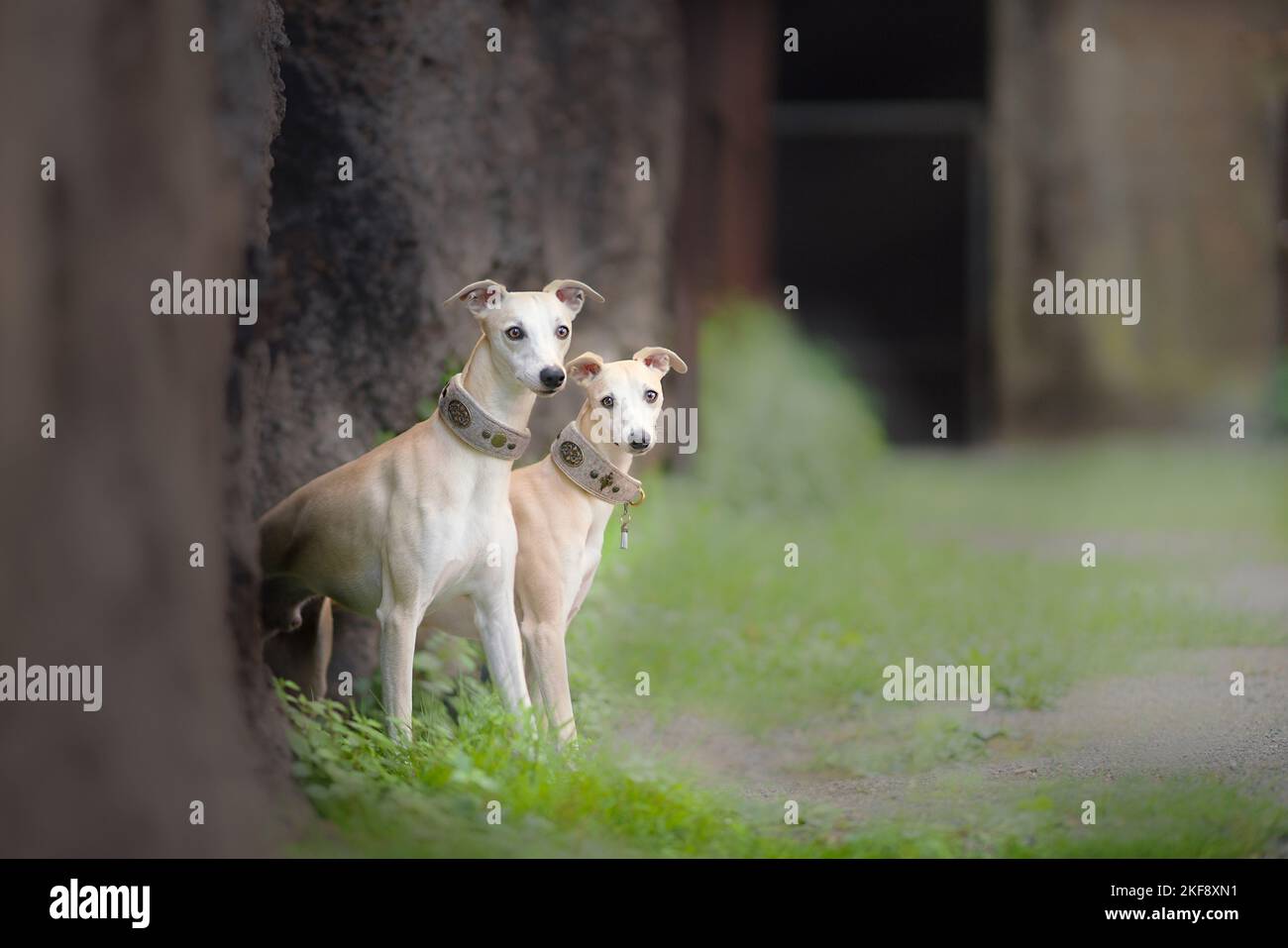 Two whippets hi-res stock photography and images - Alamy