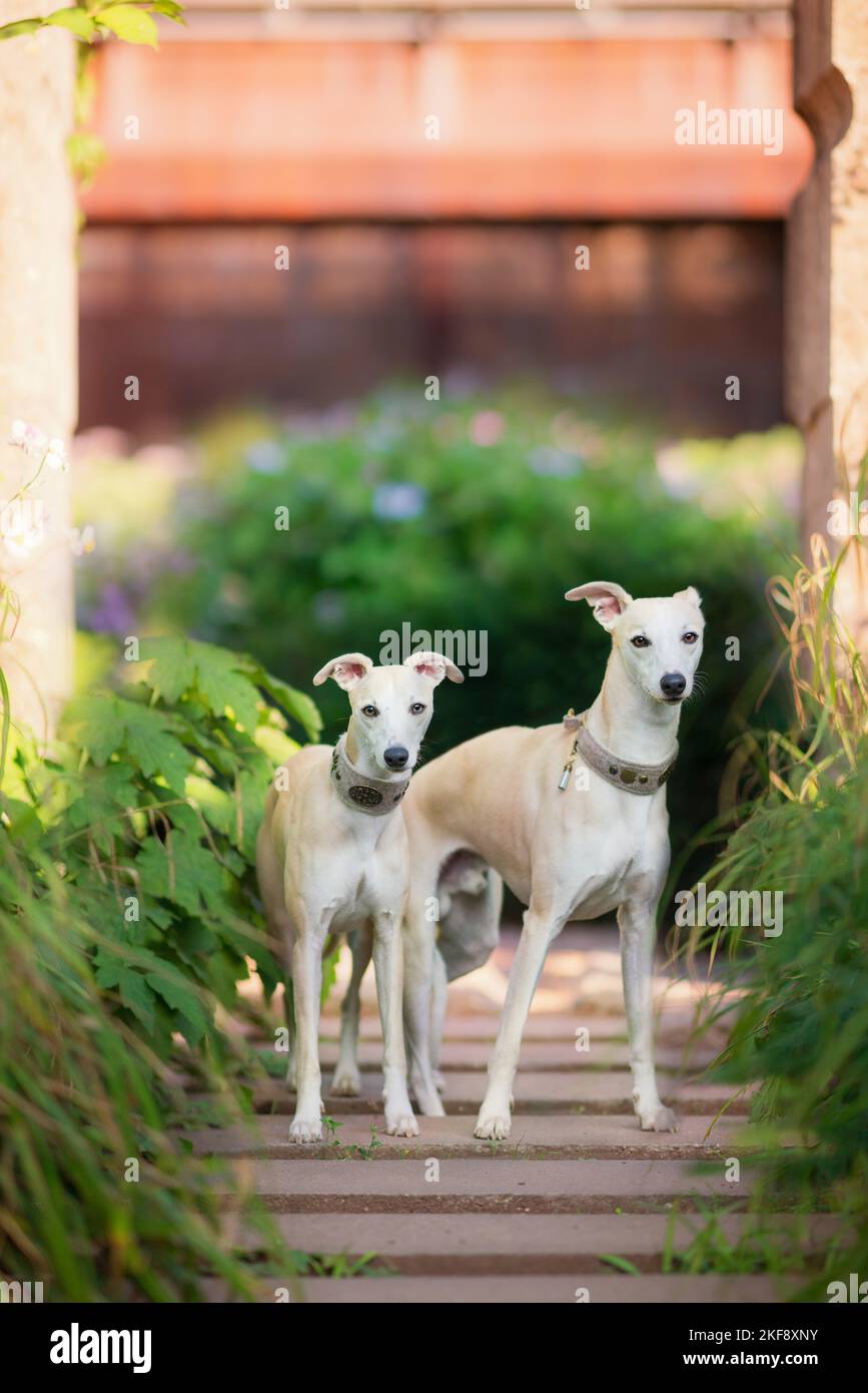 Two whippets hi-res stock photography and images - Alamy