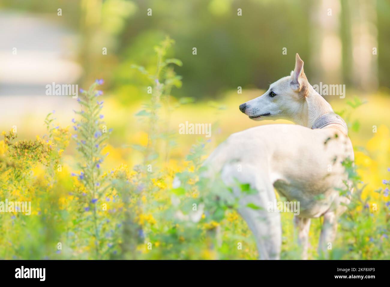 Standing whippet hi-res stock photography and images - Alamy
