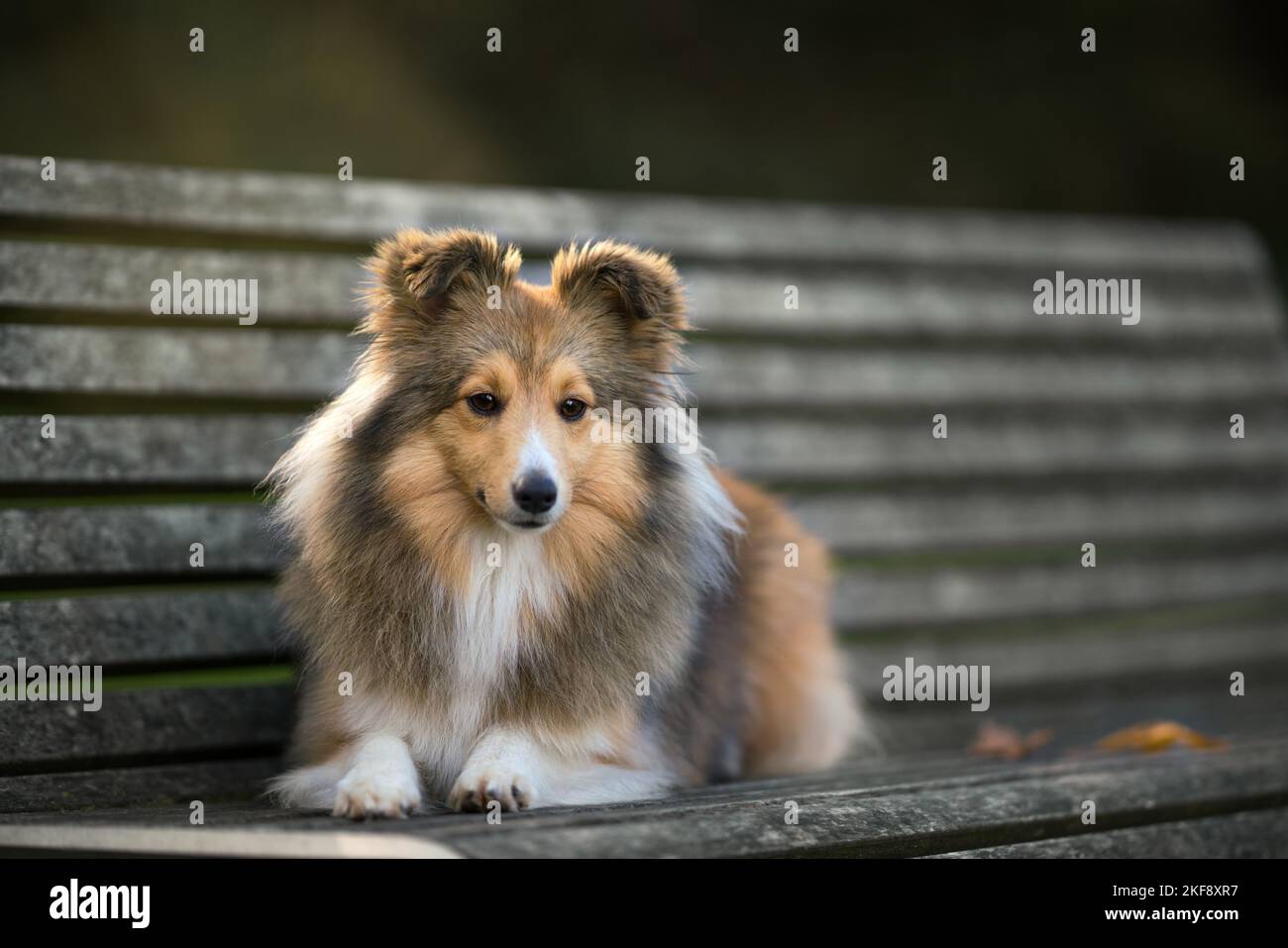 Sheltie park hi-res stock photography and images - Alamy