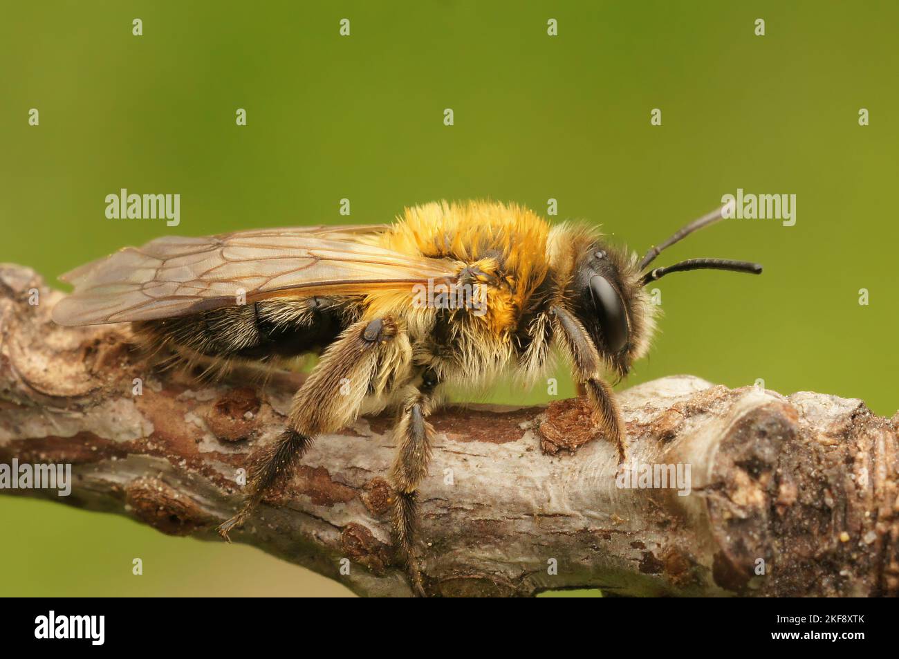 Detailed closeup on a female grey gastered mining bee, Andrena tibialis ...