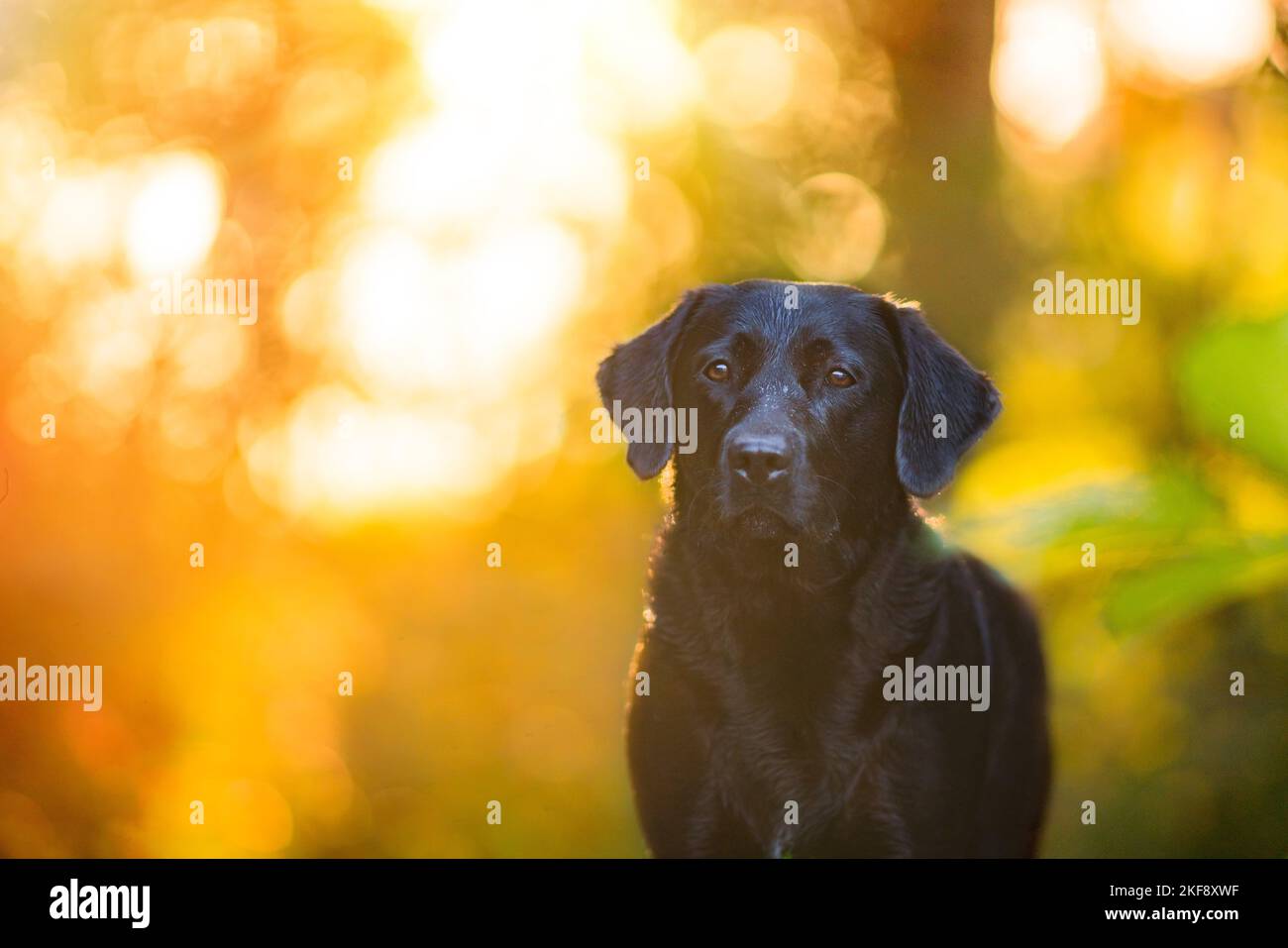 Labrador Retriever Portrait Stock Photo - Alamy