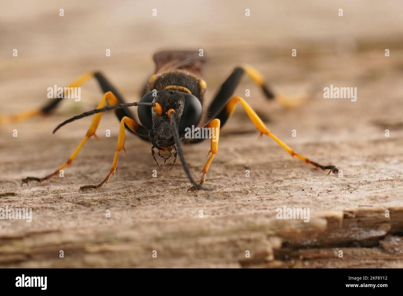 Detailed closeup on Yellow-legged Mud-dauber Wasp, Sceliphron ...