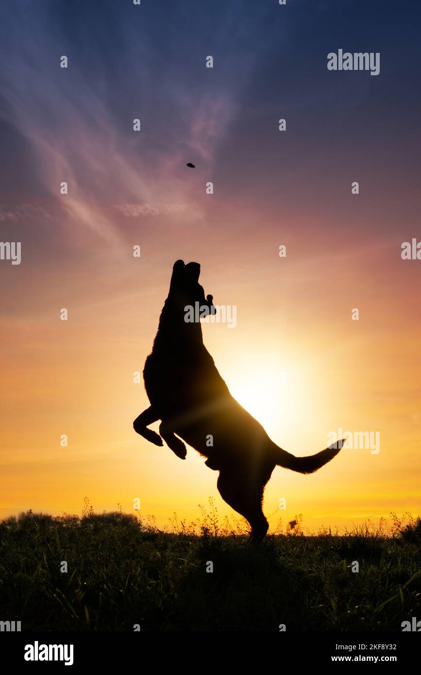 Dog jumping silhouette hi-res stock photography and images - Alamy