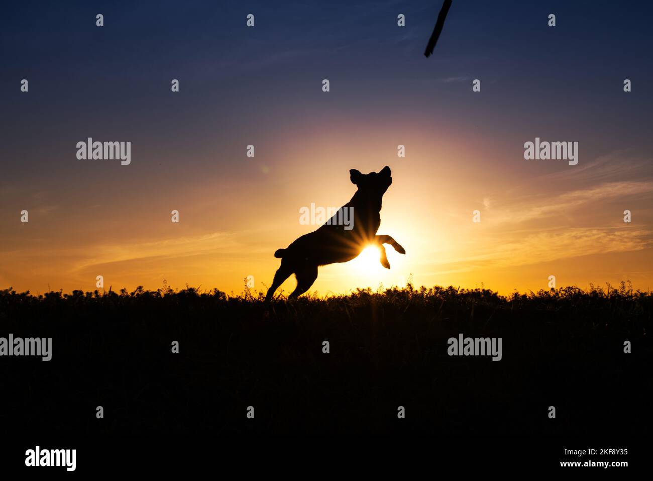 Dog jumping up side view hi-res stock photography and images - Alamy