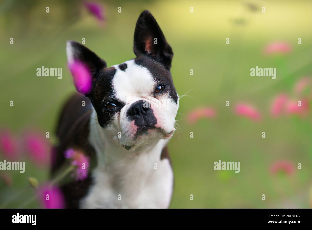 Boston Terrier Portrait Stock Photo - Alamy
