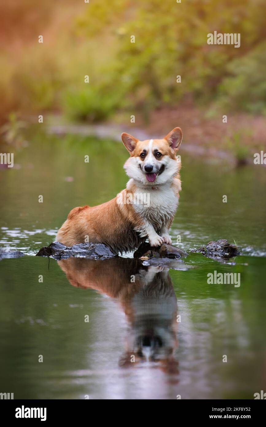 Welsh Corgi in the water Stock Photo - Alamy