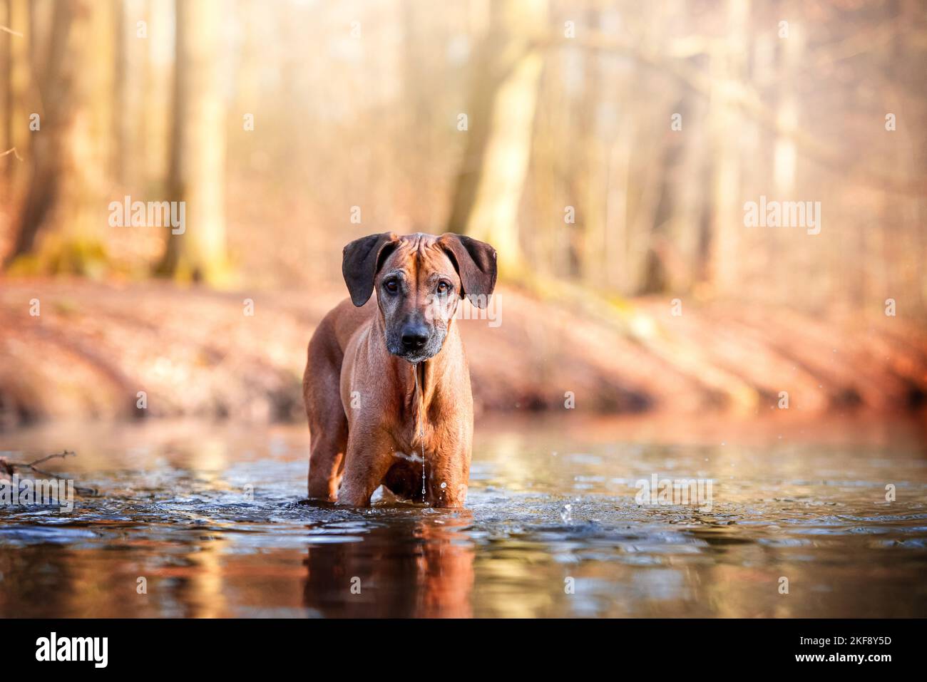 Rhodesian Ridgeback in the water Stock Photo - Alamy