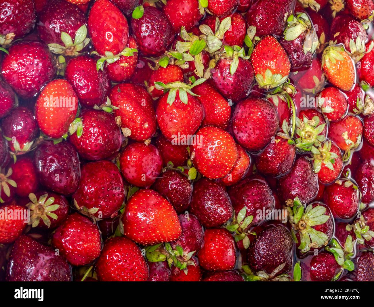 Strawberries floating over water. Macrophotography directly above view ...