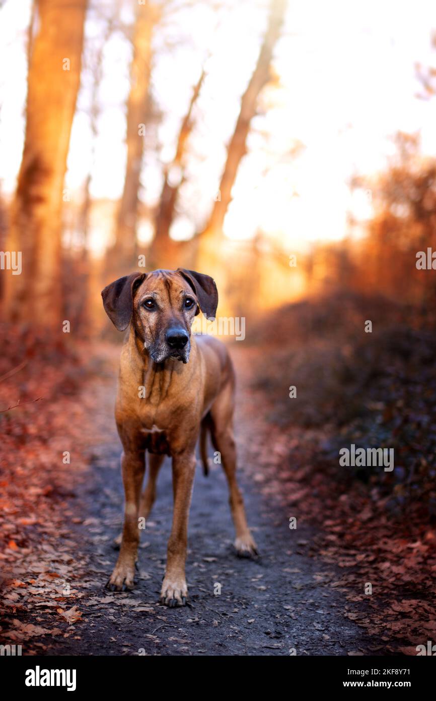 standing Rhodesian Ridgeback Stock Photo - Alamy