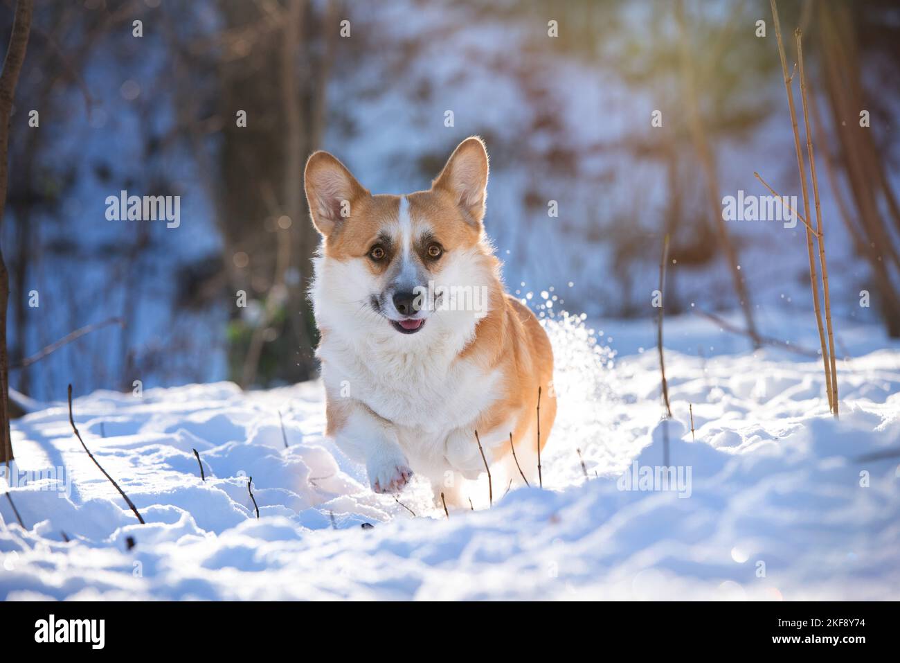 running Welsh Corgi Stock Photo - Alamy