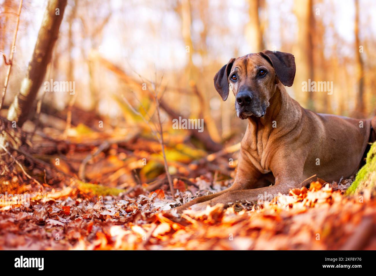 lying Rhodesian Ridgeback Stock Photo - Alamy