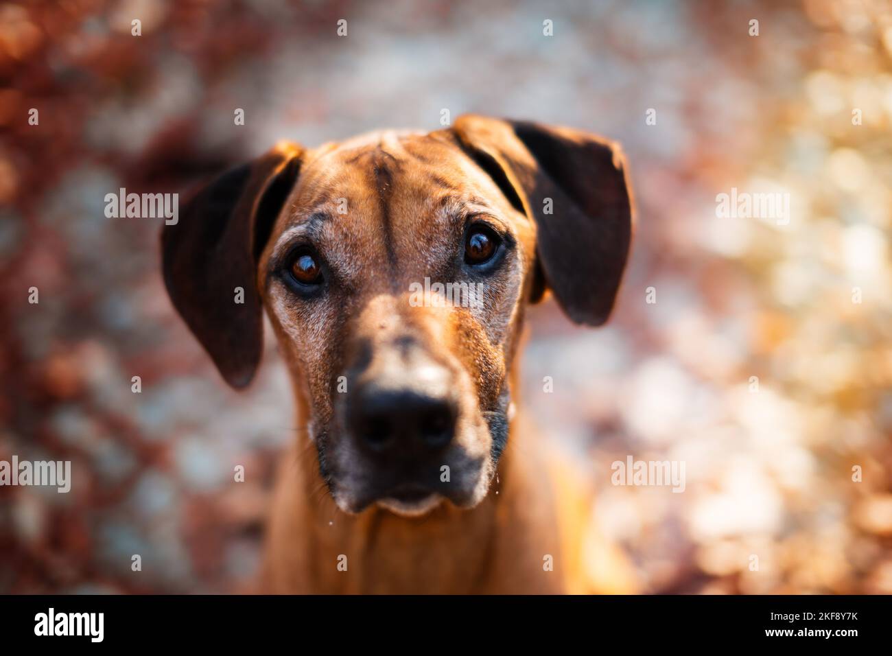 Rhodesian Ridgeback portrait Stock Photo - Alamy