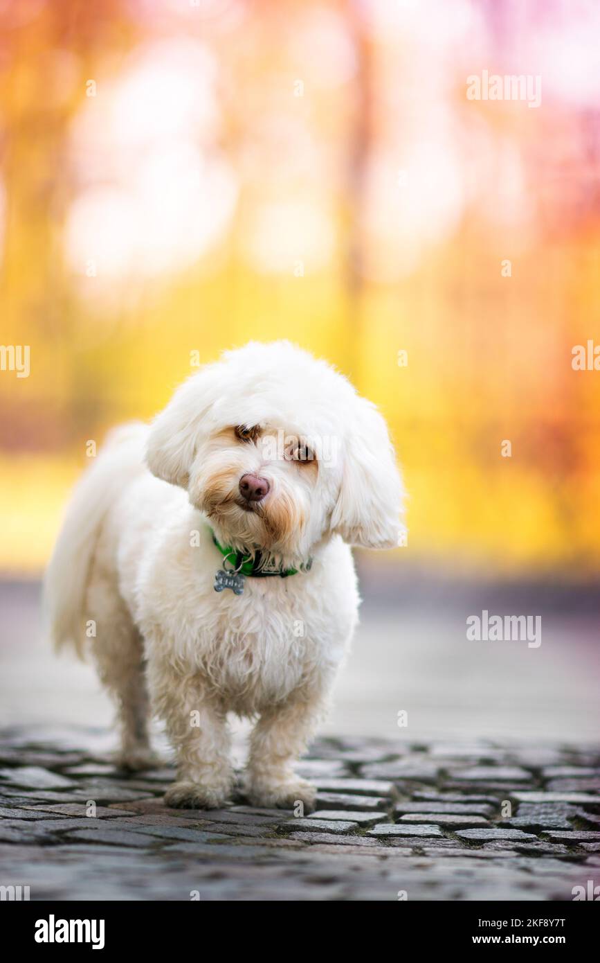 Havanese bolonka zwetna hi-res stock photography and images - Alamy
