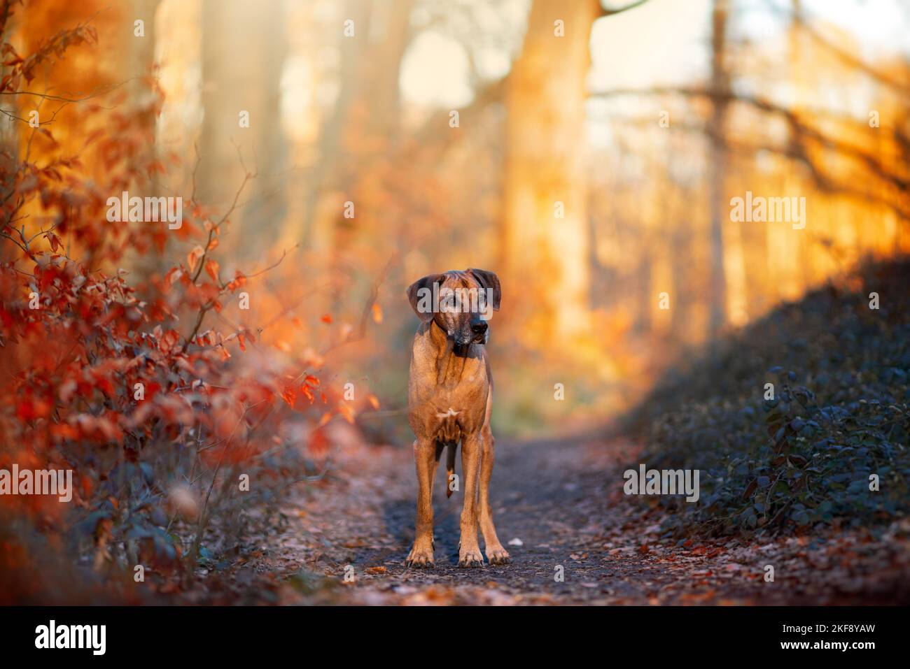 standing Rhodesian Ridgeback Stock Photo - Alamy