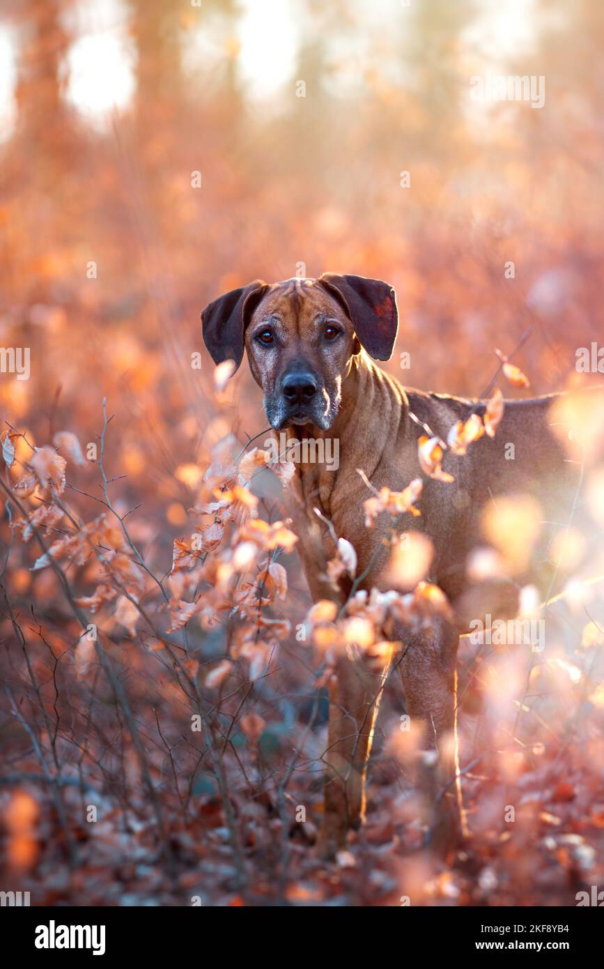Rhodesian ridgeback senior hi-res stock photography and images - Alamy