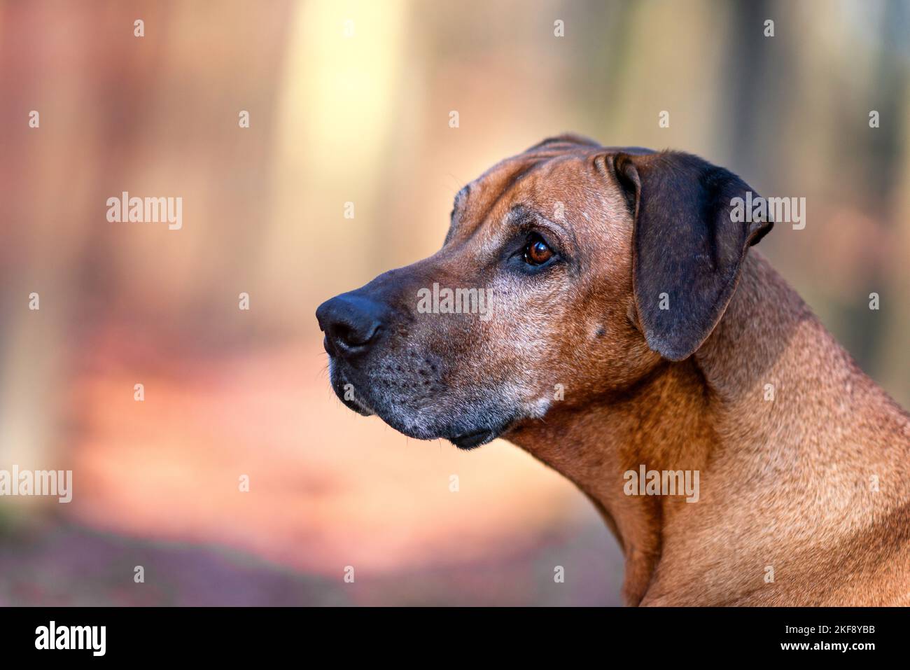 Rhodesian Ridgeback portrait Stock Photo - Alamy