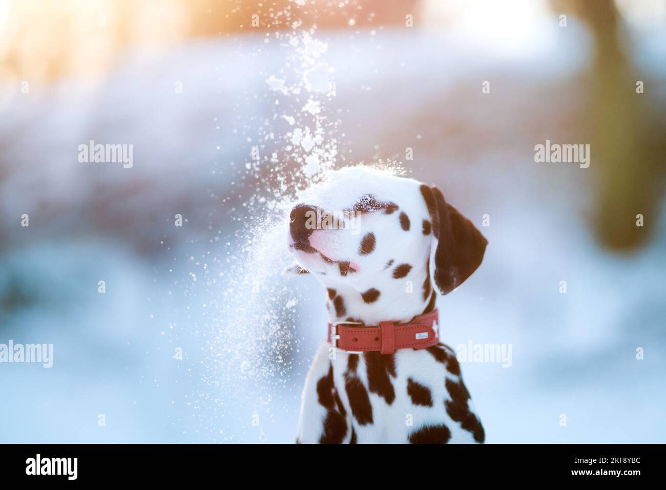 Spotty nose hi-res stock photography and images - Alamy