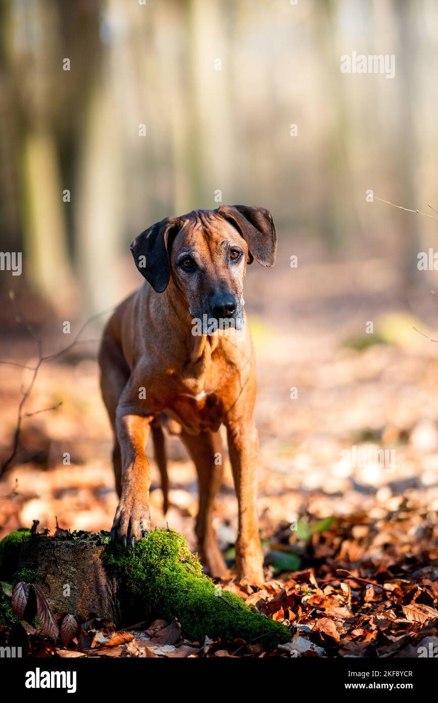 standing Rhodesian Ridgeback Stock Photo - Alamy