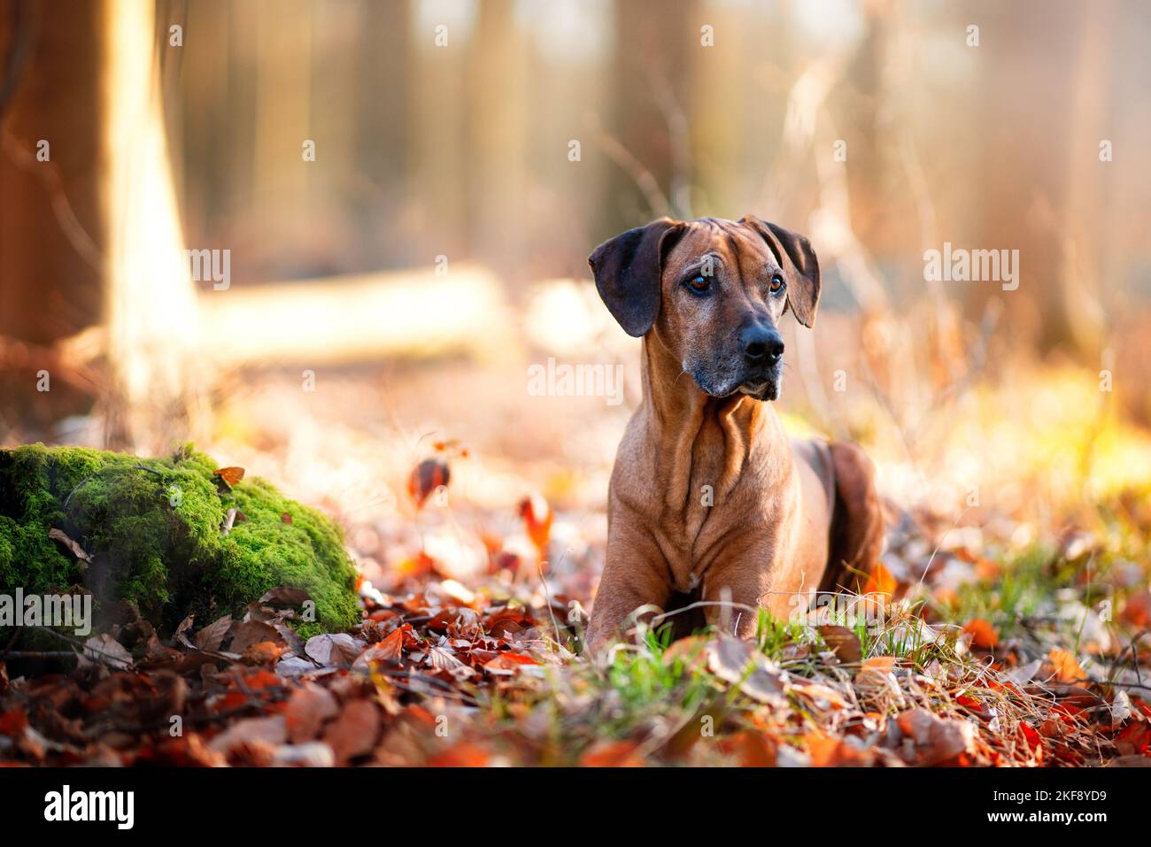 lying Rhodesian Ridgeback Stock Photo - Alamy