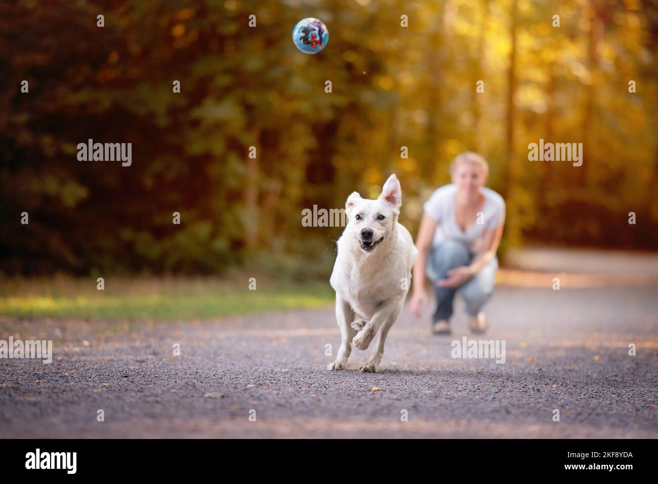 Running labrador shepherd hi-res stock photography and images - Alamy