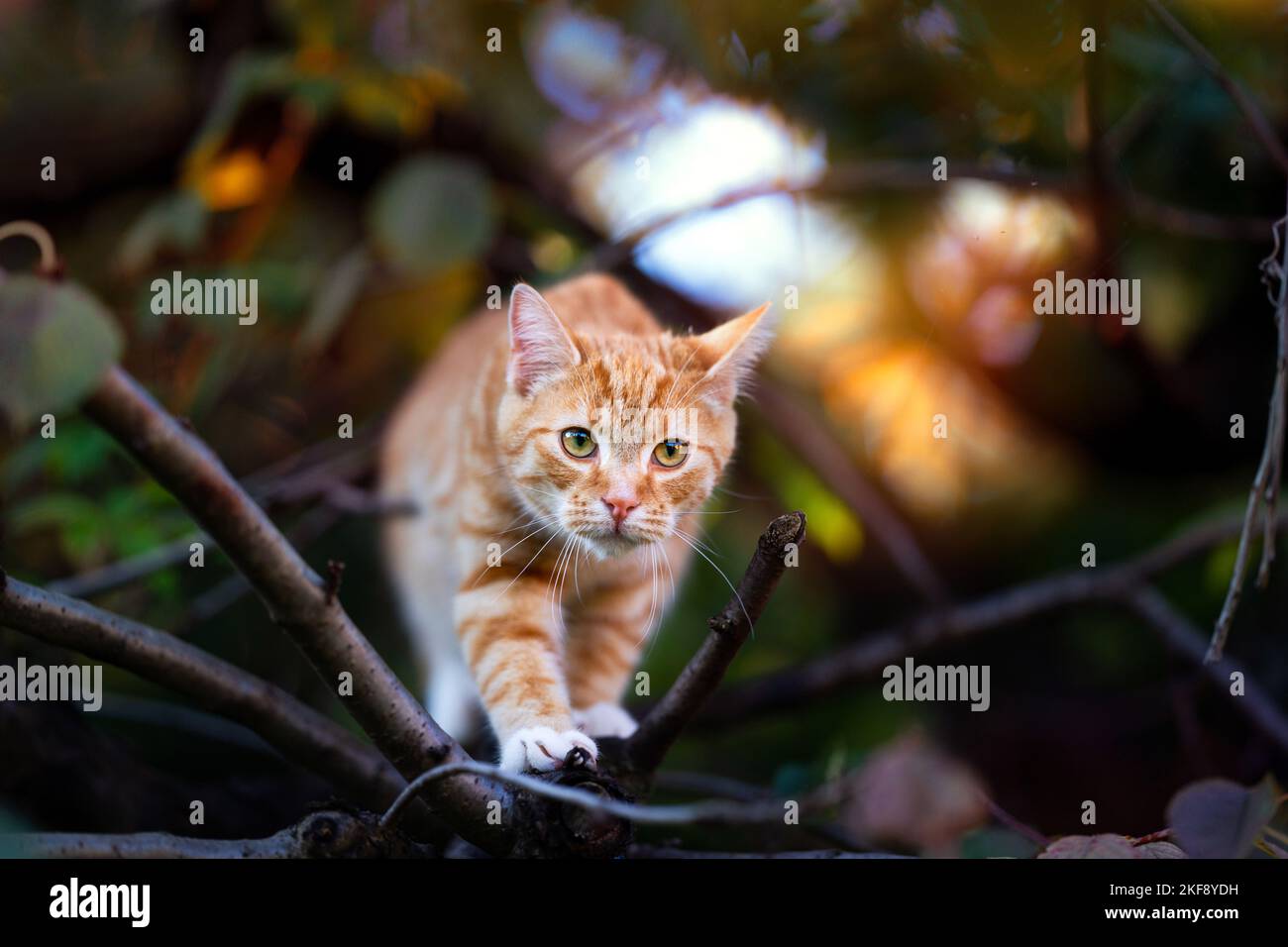 Domestic domesticated ginger tom cat hi-res stock photography and ...