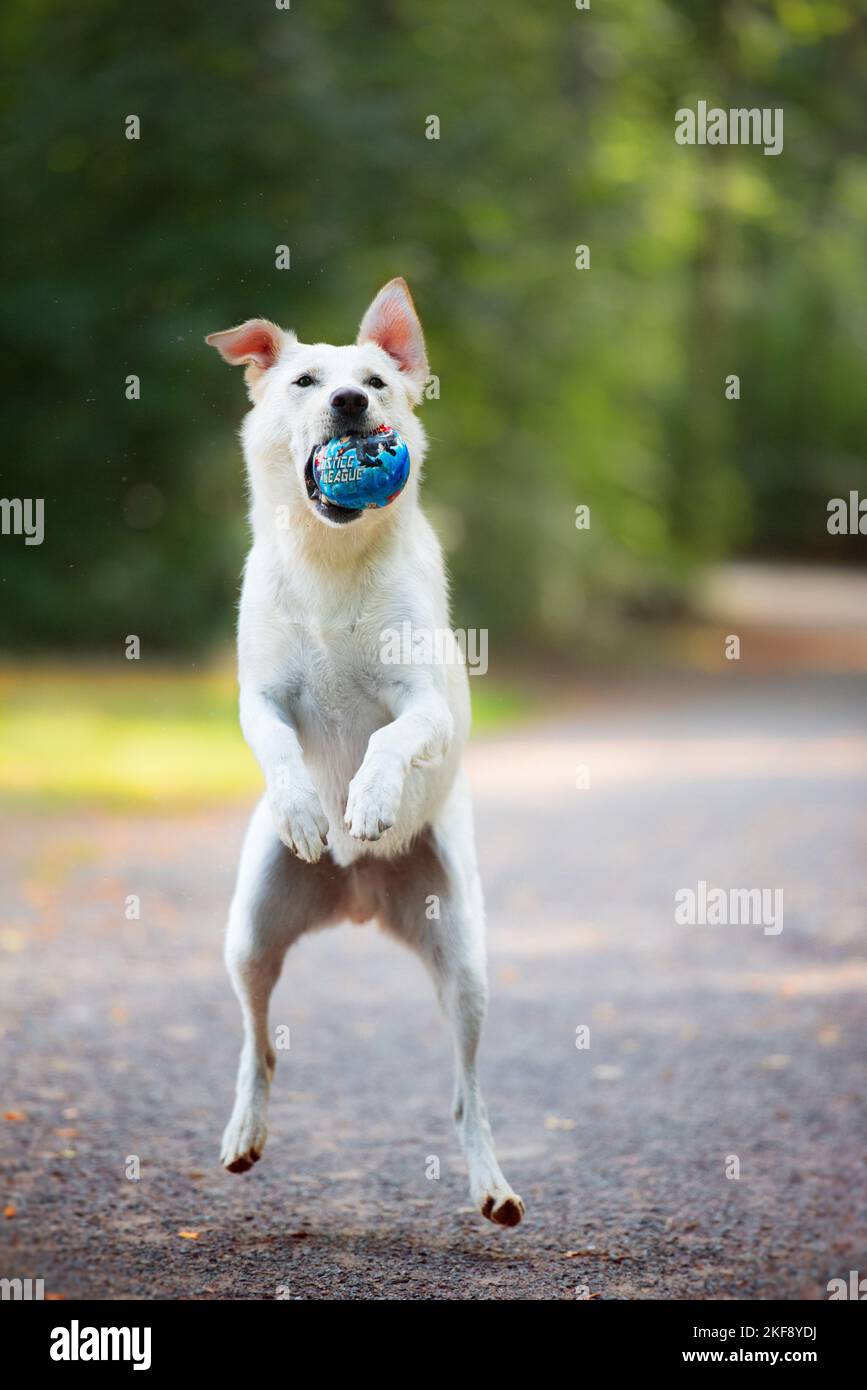 Running labrador shepherd hi-res stock photography and images - Alamy