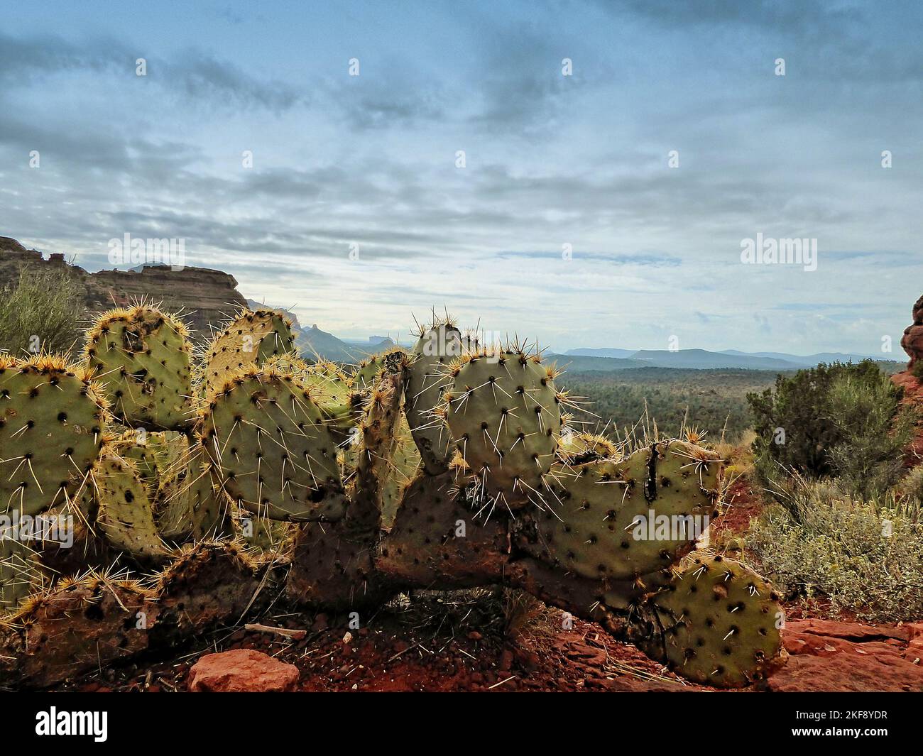 A scenic view of cuctus plant on cliffs of Boynton Canyon Trail in ...