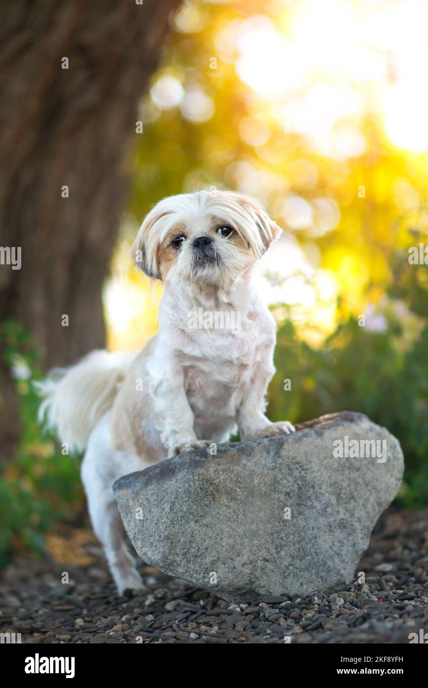 male Shih Tzu Stock Photo - Alamy