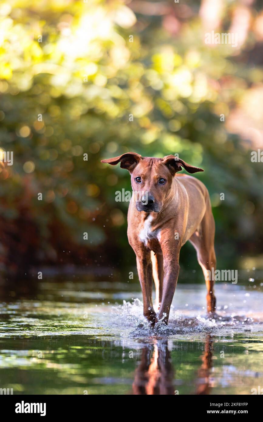 old female Rhodesian Ridgeback Stock Photo - Alamy