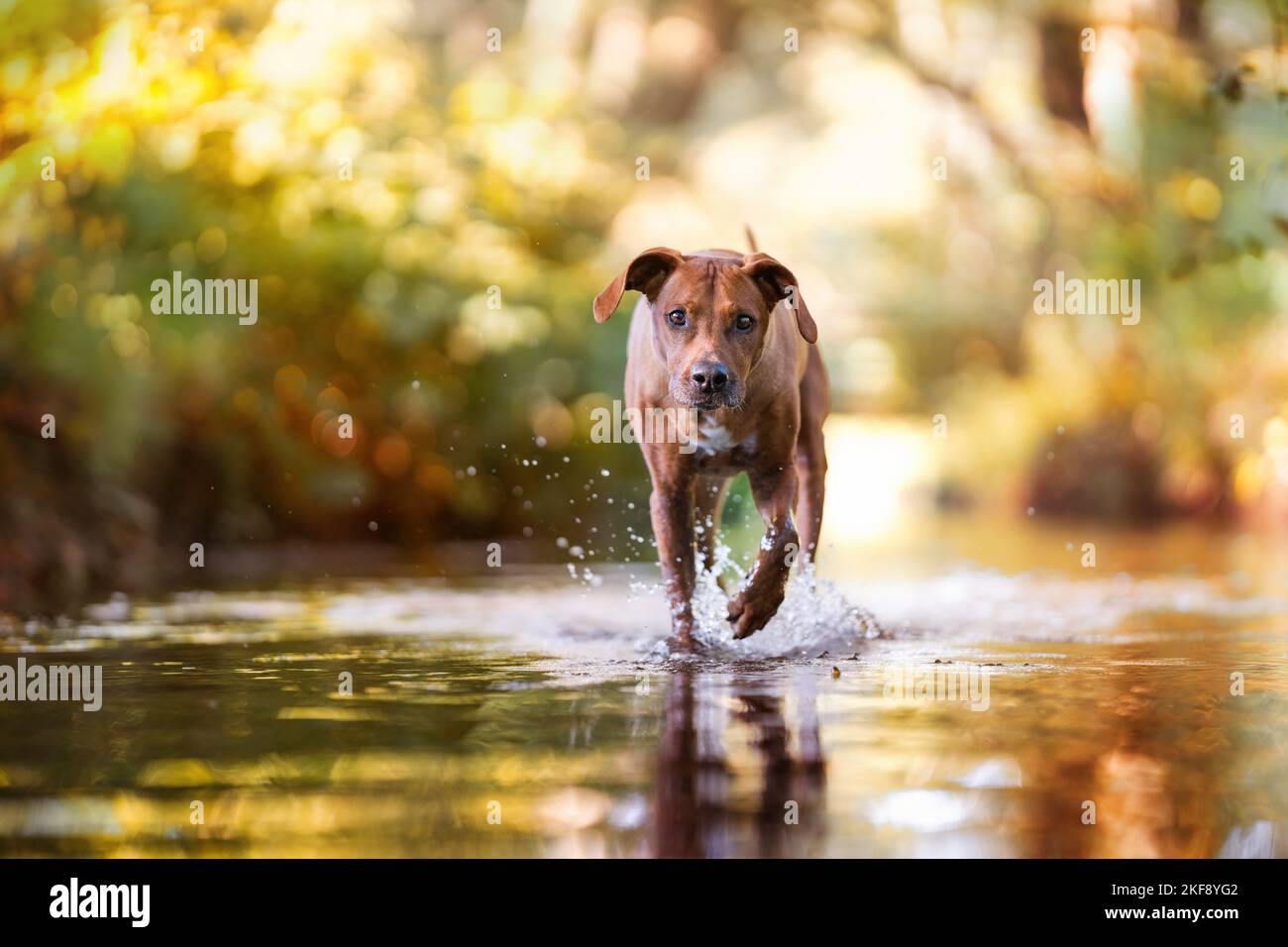 old female Rhodesian Ridgeback Stock Photo - Alamy