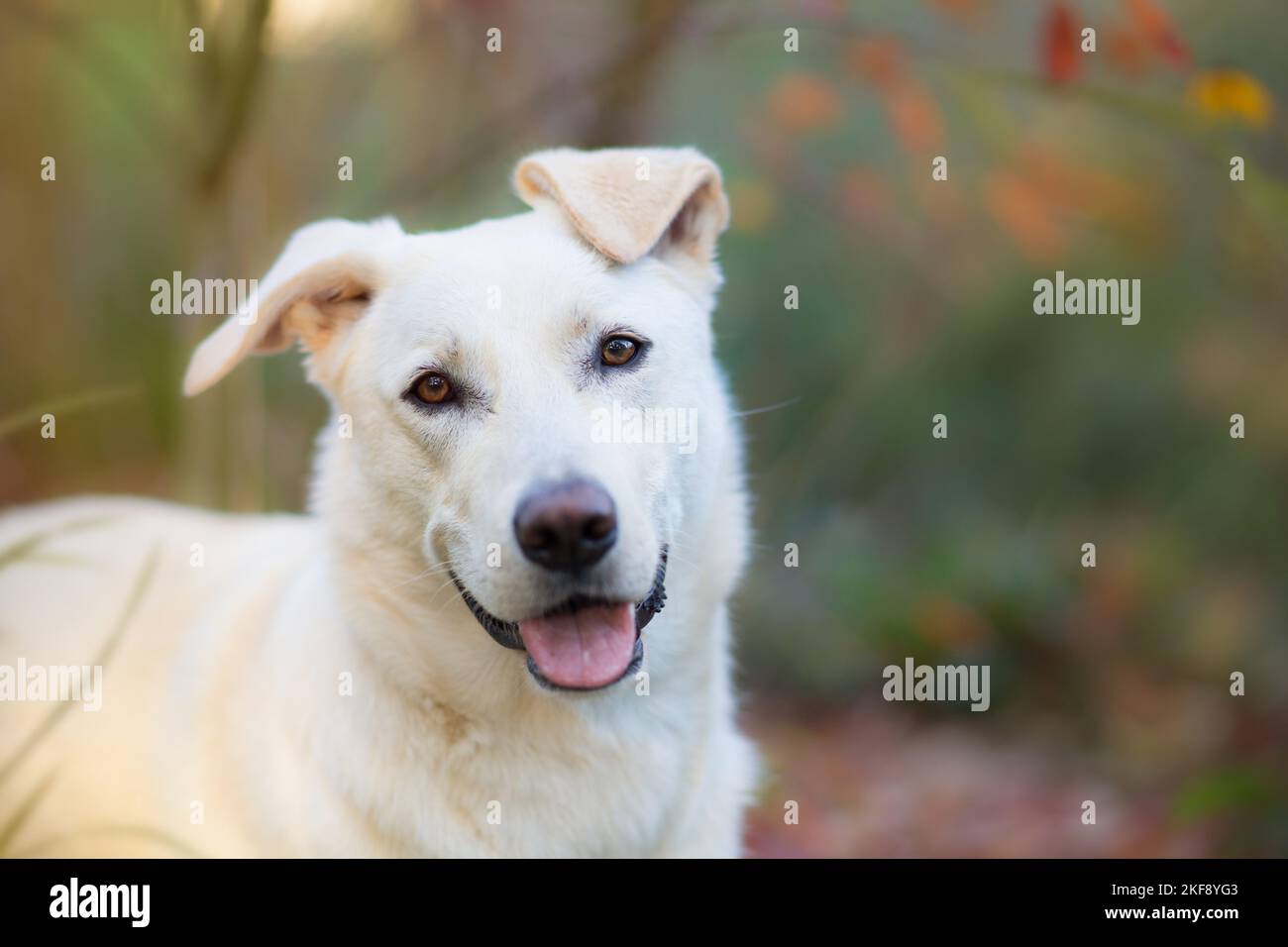 Shepherd blonde hi-res stock photography and images - Alamy