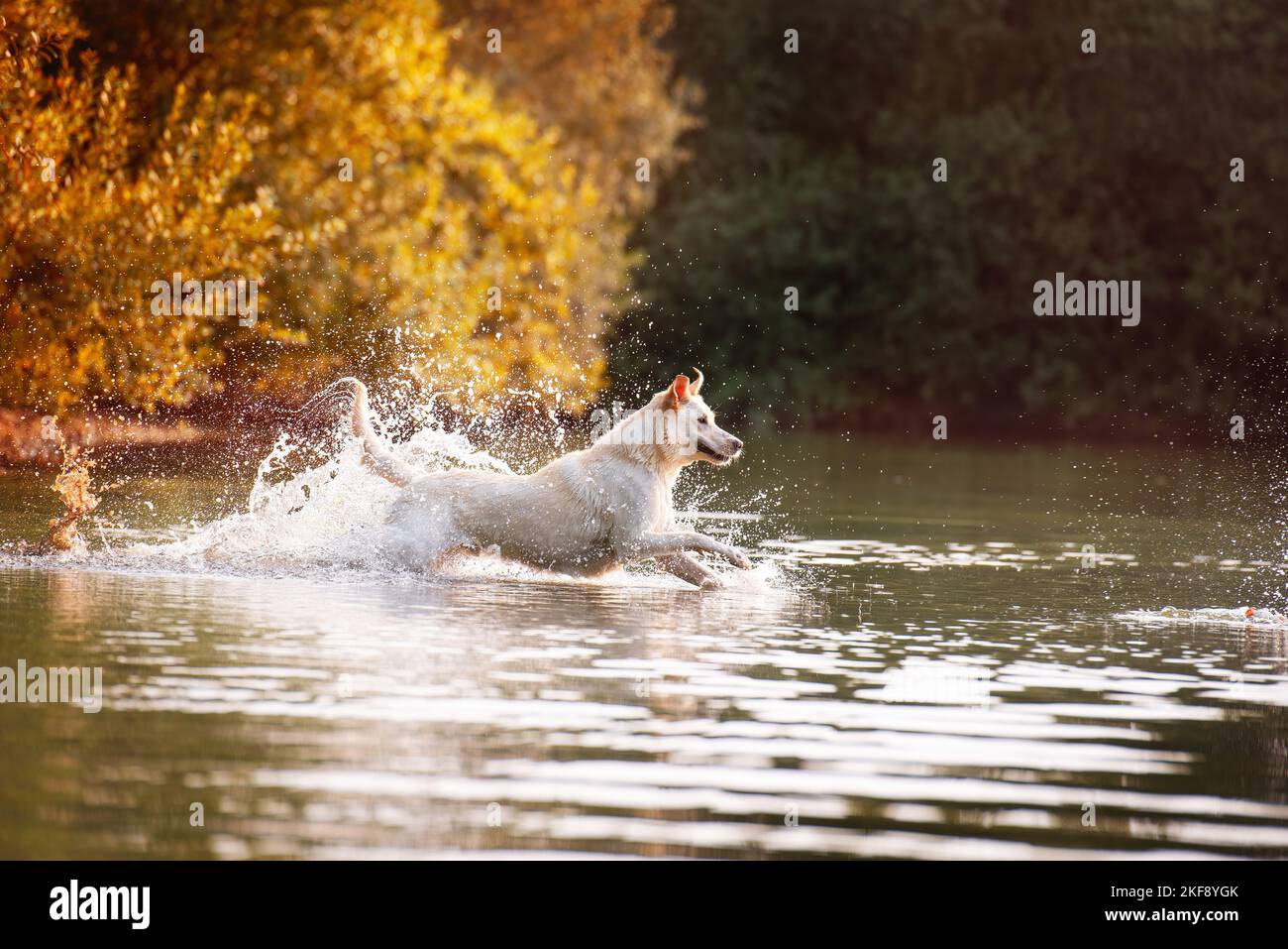 Running labrador shepherd hi-res stock photography and images - Alamy