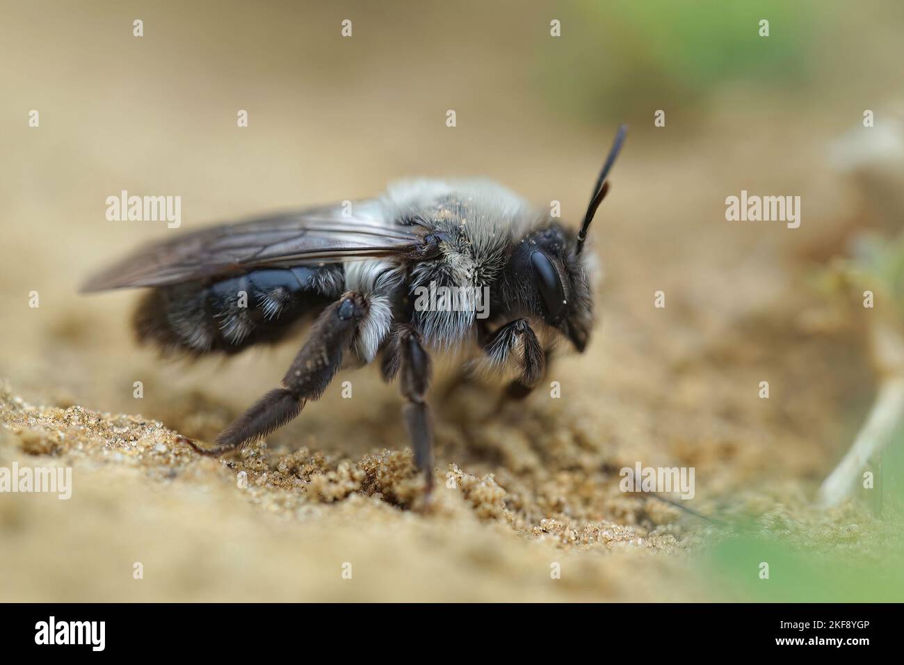 Detailed closeup on a female Grey-backed mining bee, Andrena vaga ...