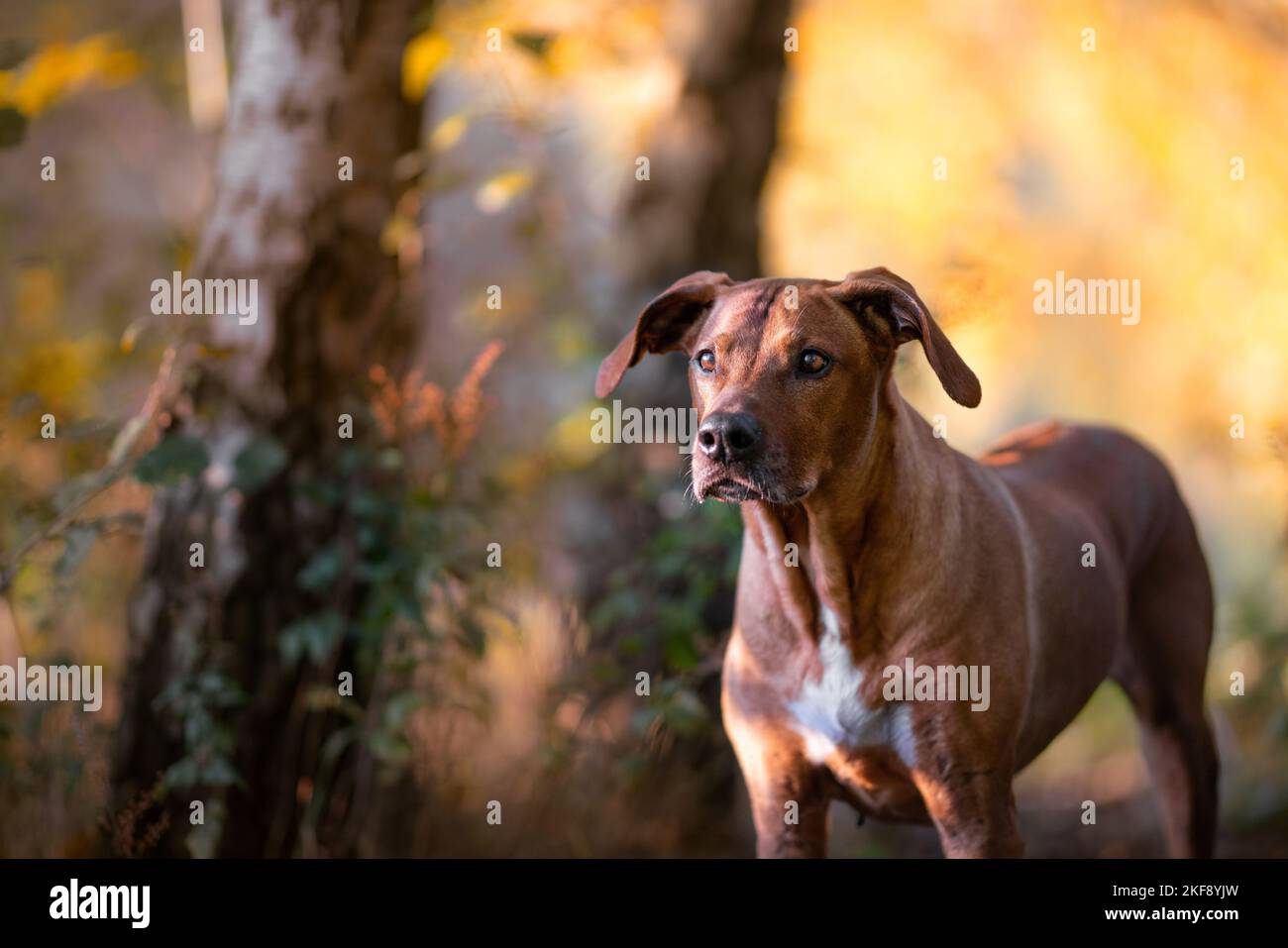 old female Rhodesian Ridgeback Stock Photo - Alamy